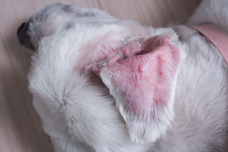 Understanding Ear Hematomas in Dogs: Your Go-To Guide - Veterinary ...