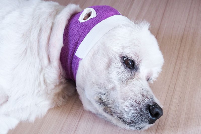 Understanding Ear Hematomas in Dogs: Your Go-To Guide - Veterinary ...